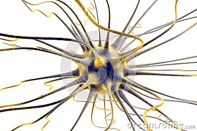 Neuron, Brain Cell Royalty-Free Illustration | CartoonDealer.com #79372704