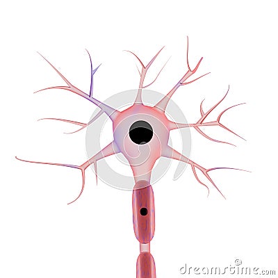 Neuron On White Background Stock Photography - Image: 31294412