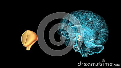 3d Animation of the Various Colored Parts of the Brain - Frontal Lobe ...
