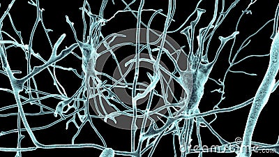 Neurons, Brain Cells, Located In The Pons Of The Human Brain Stock ...