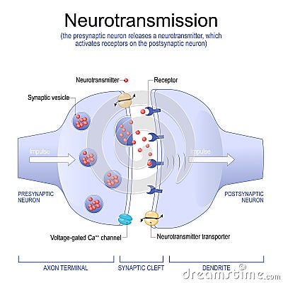 Synapse Structure. Neurotransmitter, Synaptic Vesicles And Synaptic ...