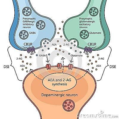Neurotransmitter Interactions Diagram Science Cartoon Vector ...