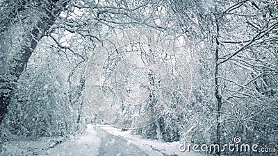 Neve Che Cade Sulla Strada Attraverso Il Legno Stock Footage - Video di ...