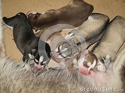 New Born Husky Puppies Stock Image - Image: 3067831