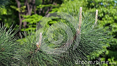 New Growth of Pine Tree in the Morning Stock Video - Video of morning ...