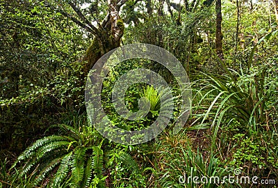 New Zealand Native Bush Royalty Free Stock Photography - Image: 29099777