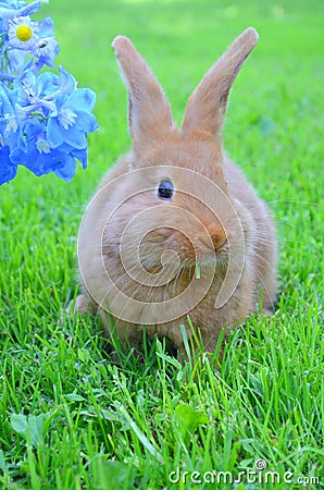 New Zealand Red Rabbit Stock Photo - Image: 73188419