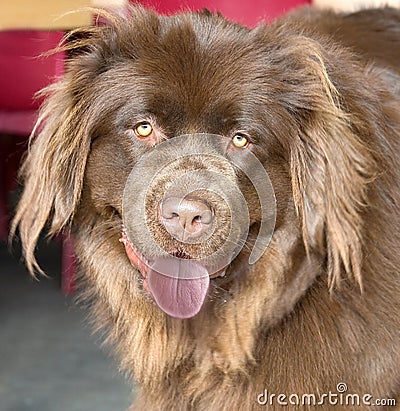 Newfoundland Dog 1 Royalty Free Stock Photo - Image: 3680285