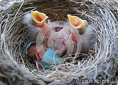 Newly Hatched Robin Chicks Stock Photo | CartoonDealer.com #9468642