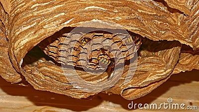 Nido del ` s del calabrone stock footage. Video di insetto - 99370080