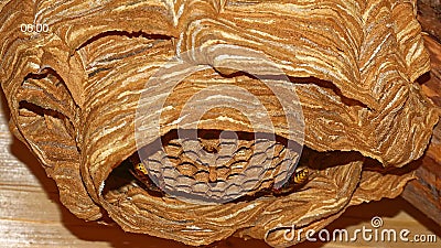 Nido del ` s del calabrone stock footage. Video di insetto - 99370080