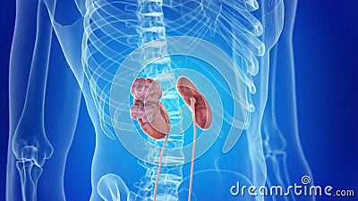 Nierkanker stock footage. Video of wetenschap, animatie - 140242208