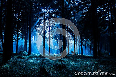 Night Forest Royalty Free Stock Images - Image: 23345869