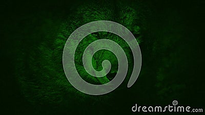 Night Vision View of Wolf Growling Stock Video - Video of vision ...