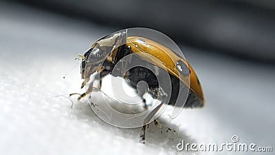 Nine Dots Red Ladybug Cleaning Its Legs Stock Footage - Video of legs ...