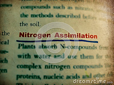 Nitrogen Assimilation Research Words Displaying On Paper Abstract ...