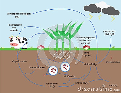 The Nitrogen Cycle Cartoon Vector | CartoonDealer.com #70814797