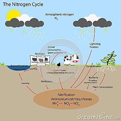 The Nitrogen Cycle Cartoon Vector | CartoonDealer.com #60944083