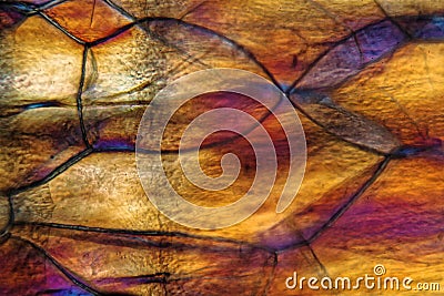 Nodules Of Polystyrene Under The Microscope Royalty-Free Stock Photo ...