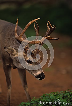 Non Typical Whitetail Buck Royalty Free Stock Photos - Image: 8933918