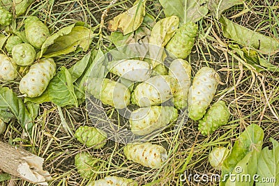 Noni stock photo. Image of noni, indian, white, ingredient - 77931480
