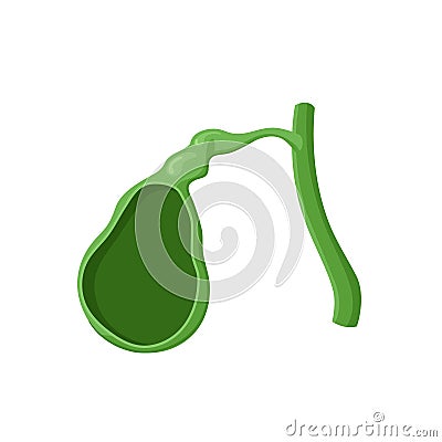 Normal Gallbladder Anatomy. Structure Of The Gallbladder And Its Cavity ...