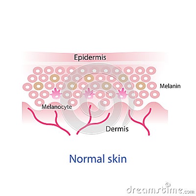 Normal Skin Layer . Stock Photography | CartoonDealer.com #136856384