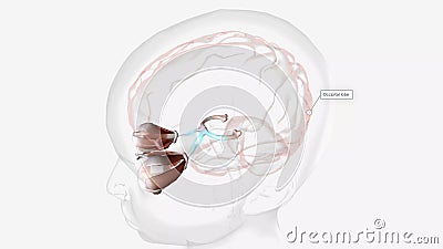 Normal Visual Pathway with Eye Movement Stock Footage - Video of adult ...