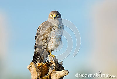 Northern Harrier, Marsh Hawk. Male Royalty Free Stock Photos - Image ...