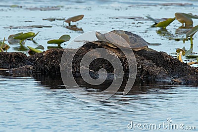 Northern Map Turtle - Graptemys Geographica Royalty-Free Stock Photo ...