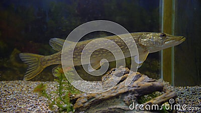 Northern Pike in the Aquarium Stock Footage - Video of esox, closeup ...