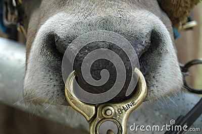 Nose Ring Royalty Free Stock Photography - Image: 11037977