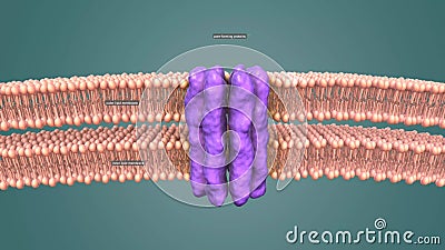 The Nuclear Membrane is a Double Layer that Encloses the Cell S Nucleus ...
