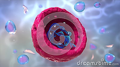 Nucleus, Nucleolus, Human Body Cell. Stock Photo - Image: 75175446