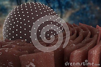 Nucleus And Rough Endoplasmic Reticulum In 3D Illustration ...