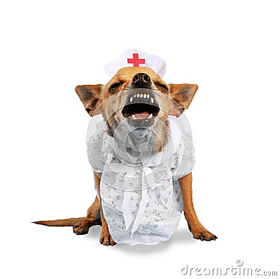 Nurse Dog Royalty Free Stock Photo - Image: 12688425