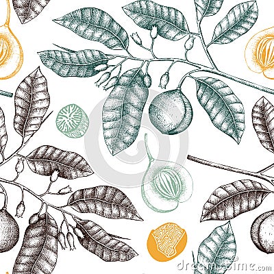 Vintage Background With Hand Drawn Nutmeg Tree Illustration. Vector ...