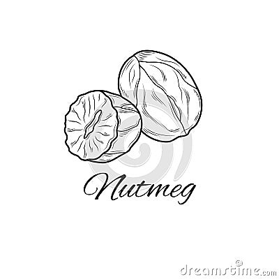 Nutmeg Sketch.Coloring. Illustration Isolated On White Background ...