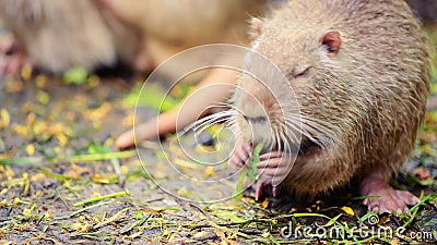 Nutria Eating Fresh Spring Plants Stock Video - Video of animal ...