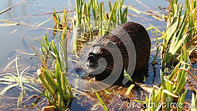 Nutria eating reed on pond stock video. Video of arvicola - 142804823