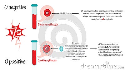 Vector Illustration Of The O Positive Versus O Negative Blood Types ...