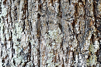 Oak Cortex Closeup, Texture Royalty-Free Stock Photography ...