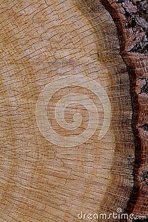 Oak Cross Section Part With Bark Royalty-Free Stock Photography ...