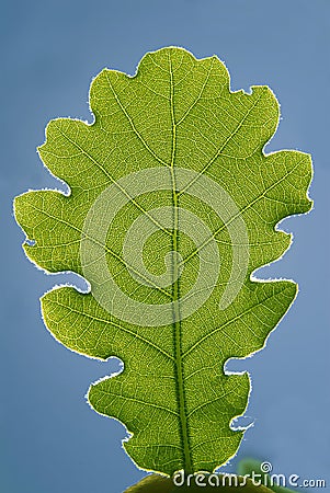 Oak Leaf Structure Royalty Free Stock Images - Image: 2551289