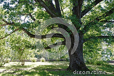 Oak-tree Royalty Free Stock Image - Image: 9694286