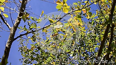 Oak Tree Leaves Blowing in Breeze Stock Video - Video of leaves ...