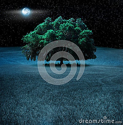 Oak Tree At Night Royalty Free Stock Image - Image: 5587916