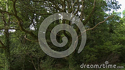 Oak Tree with Spindly Limbs Stock Footage - Video of spindly, vine ...