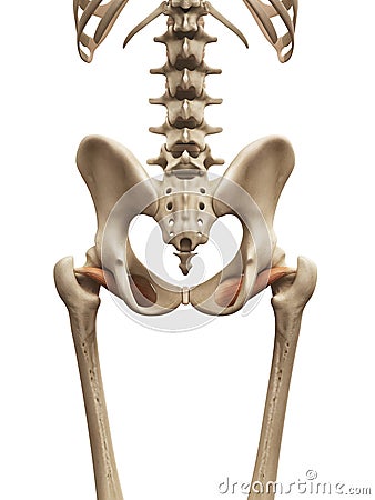 The Obturator Externus Stock Illustration - Image: 45575686