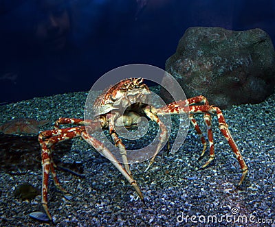 Ocean Crab Royalty Free Stock Photo - Image: 1861445